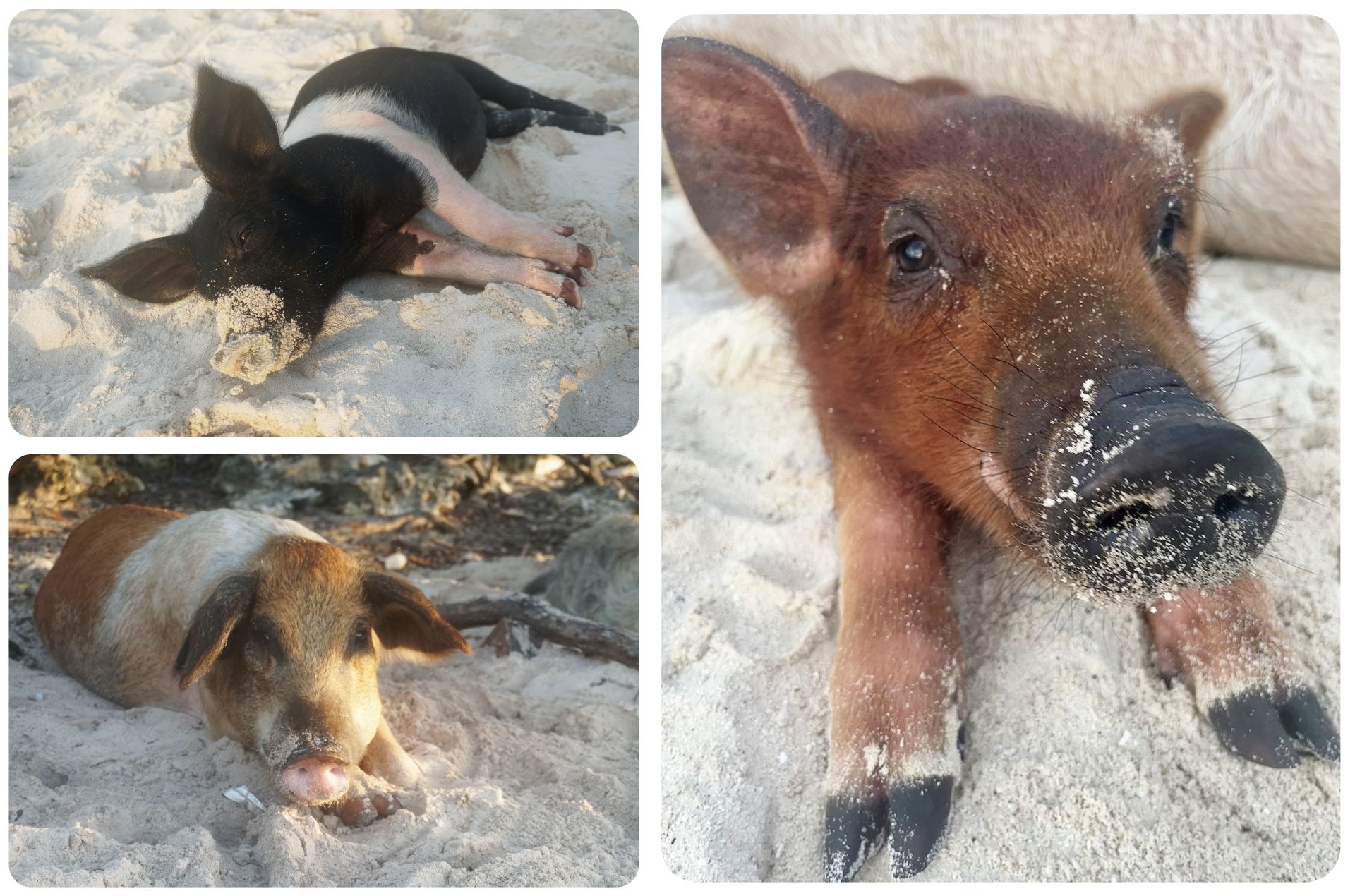 Guía imprescindible para visitar Pig Island en las Bahamas