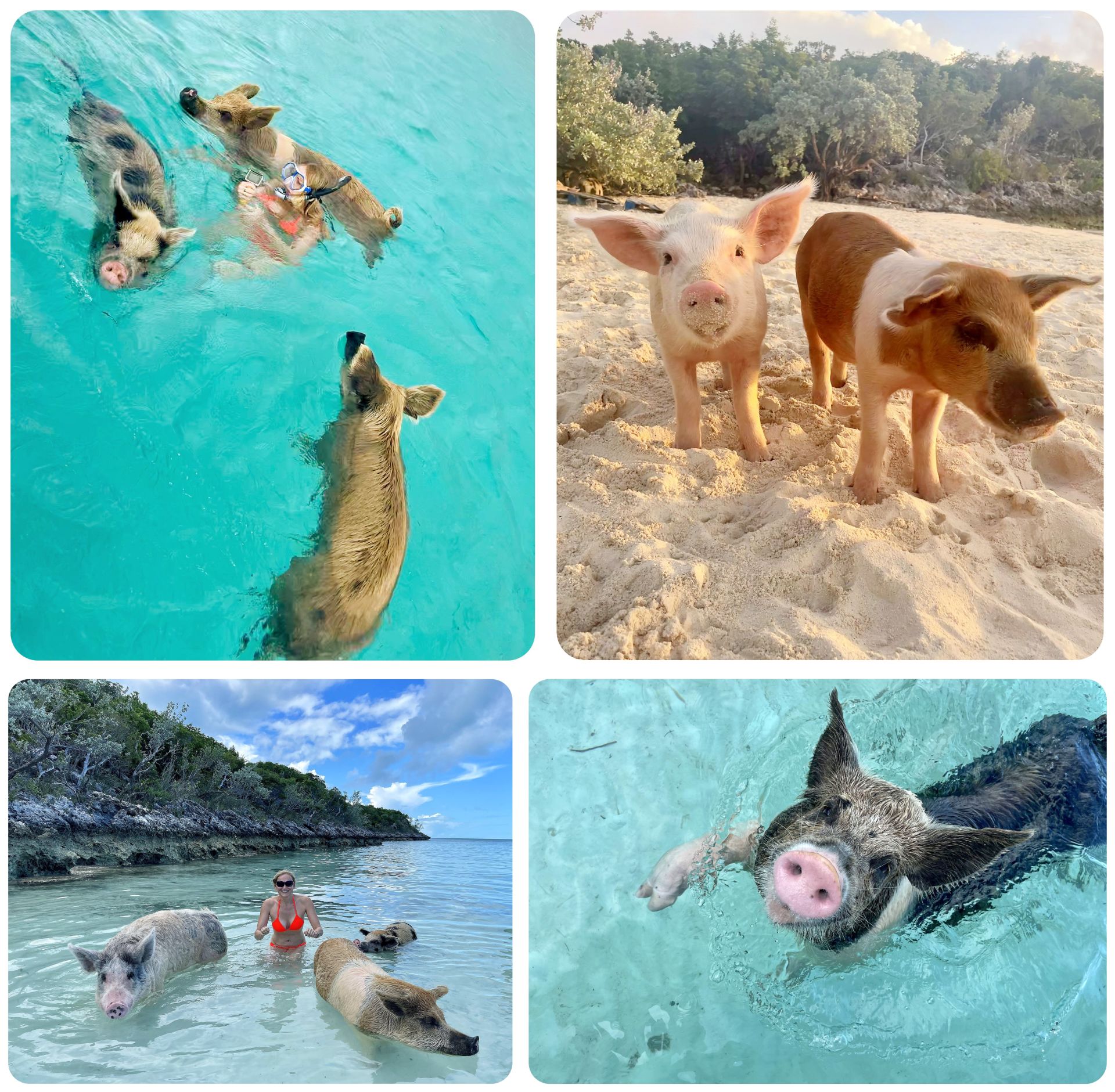 Guía imprescindible para visitar Pig Island en las Bahamas